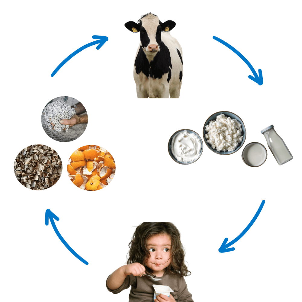 Dairy's Role in Sustainable Nutrition